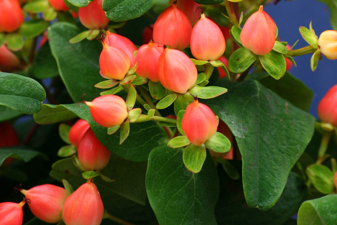 HOW DO I PRUNE PUMPKIN HYPERICUM? | Garden Gab