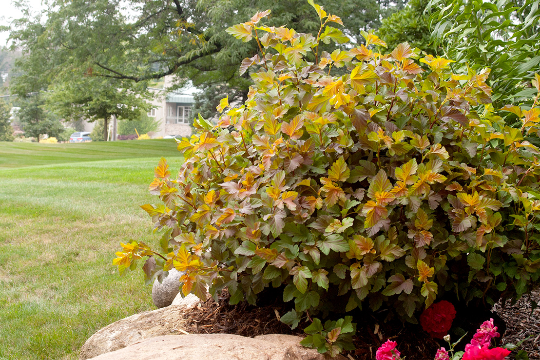 WHY IS MY AMBER JUBILEE NINEBARK ALL GREEN? | Garden Gab