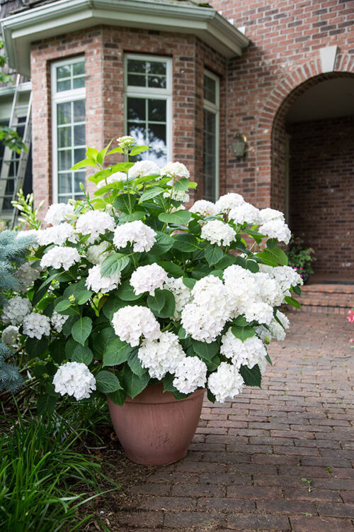 I JUST RECEIVED 3 LARGE, BEAUTIFUL BLUSHING BRIDE PLANTS. I LIVE IN NYC ...
