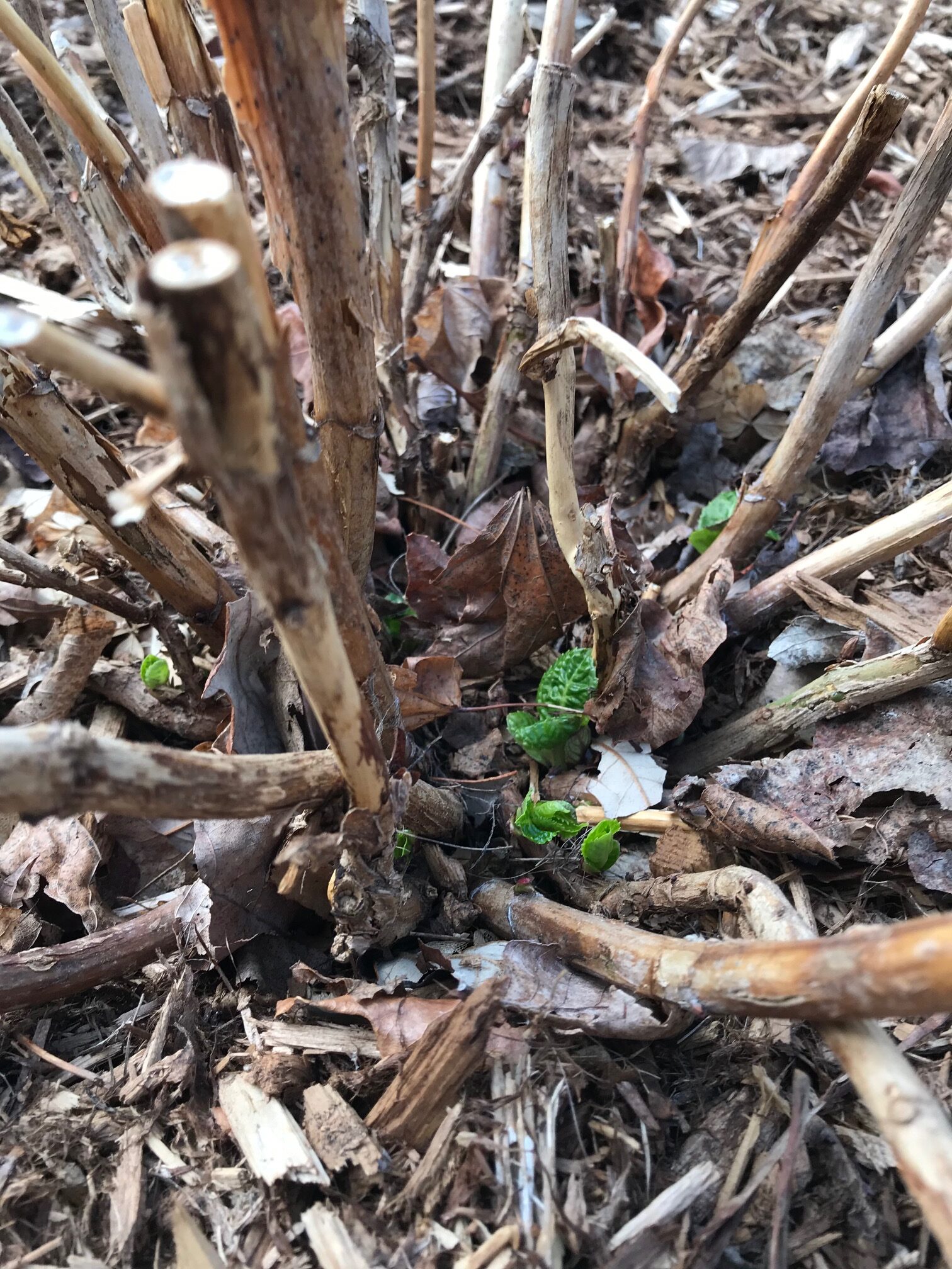 ONLY 1 OF 4 PLANTS BLOOMED LAST SUMMER. THIS SPRING I HAVE GREEN BUDS ...