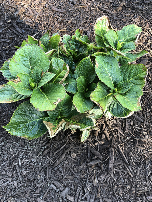 Do you know why is my hydrangea leaves burning? | Garden Gab