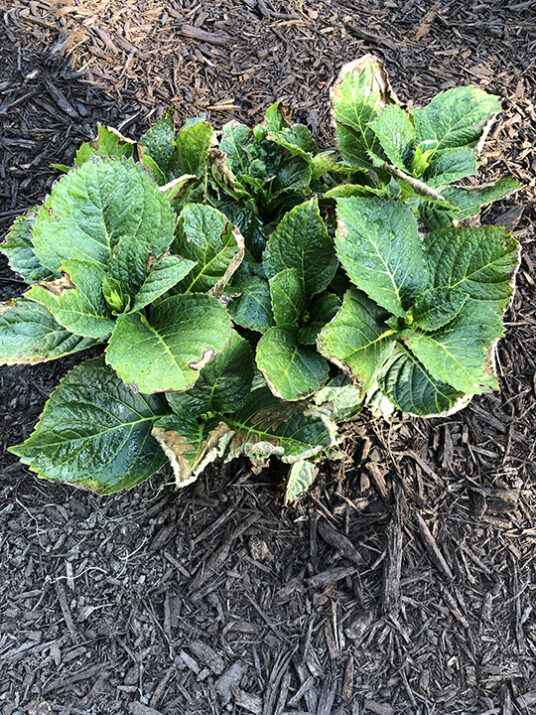 Do you know why is my hydrangea leaves burning? | Garden Gab