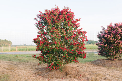 What is needed when planting Ruffle Red Magic Crape Myrtle? | Garden Gab