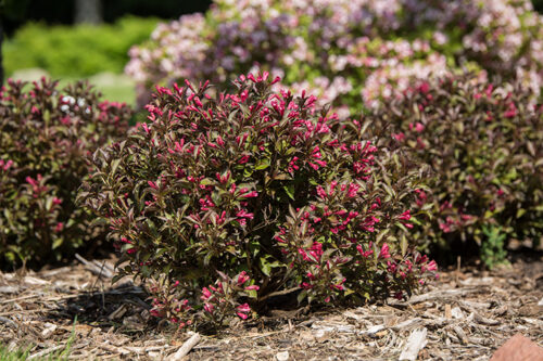 How to I take care of Weigela Shining Sensation in the winter? I have ...
