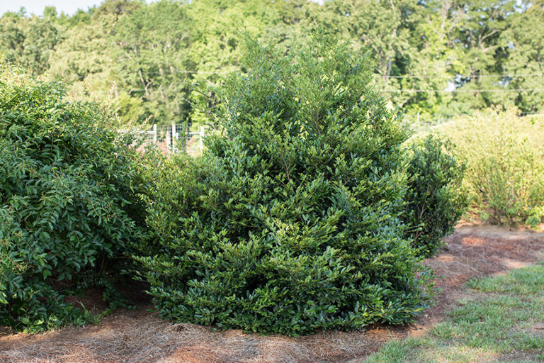 I am wondering how fast the Linebacker Distylium grows. I am full sun ...