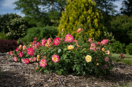 What is the best food to give my Campfire rose? | Garden Gab